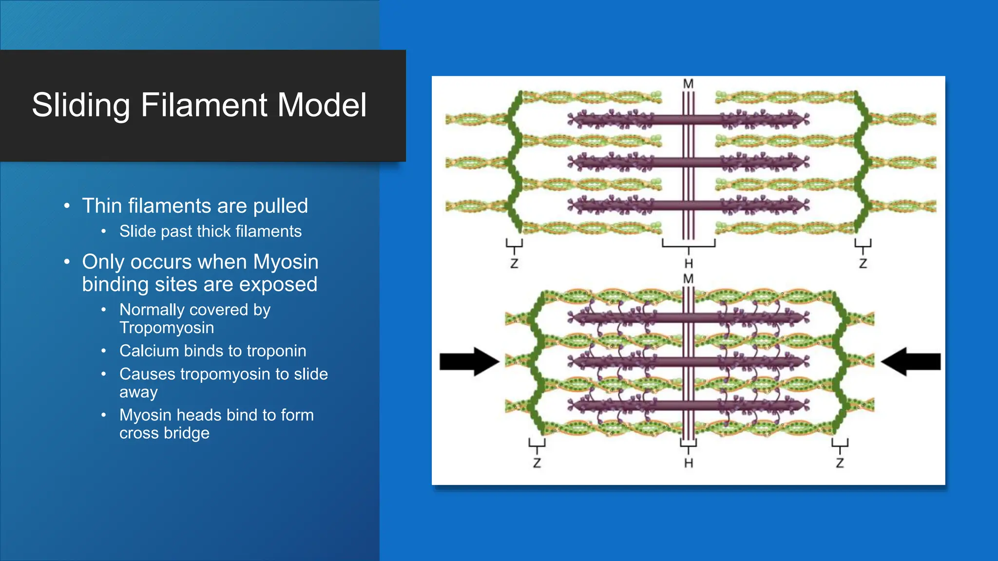 Anatomy and Physiology 2e - Chapter 10: Muscle Tissue | PPTX