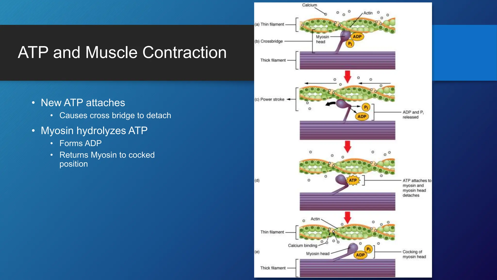 Anatomy and Physiology 2e - Chapter 10: Muscle Tissue | PPTX