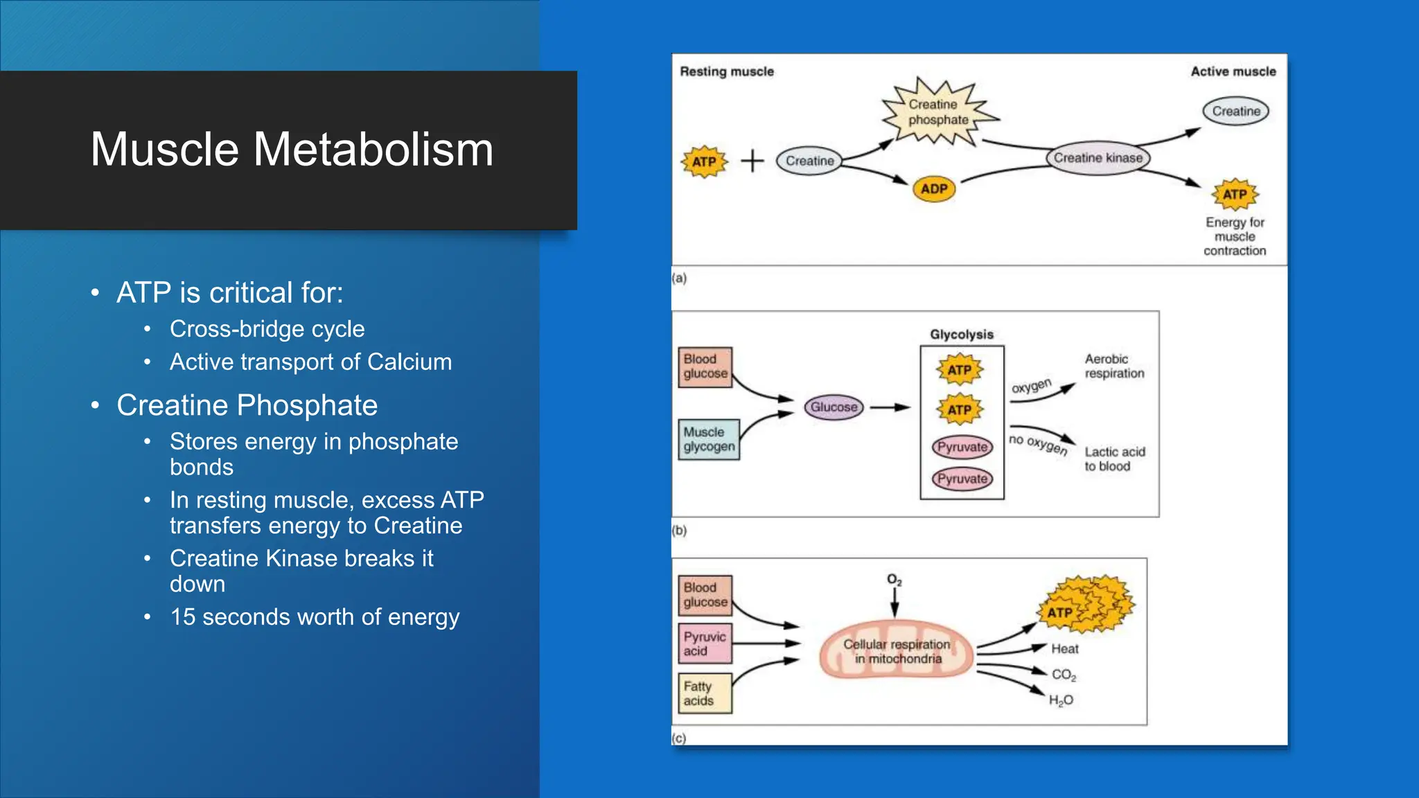 Anatomy and Physiology 2e - Chapter 10: Muscle Tissue | PPTX