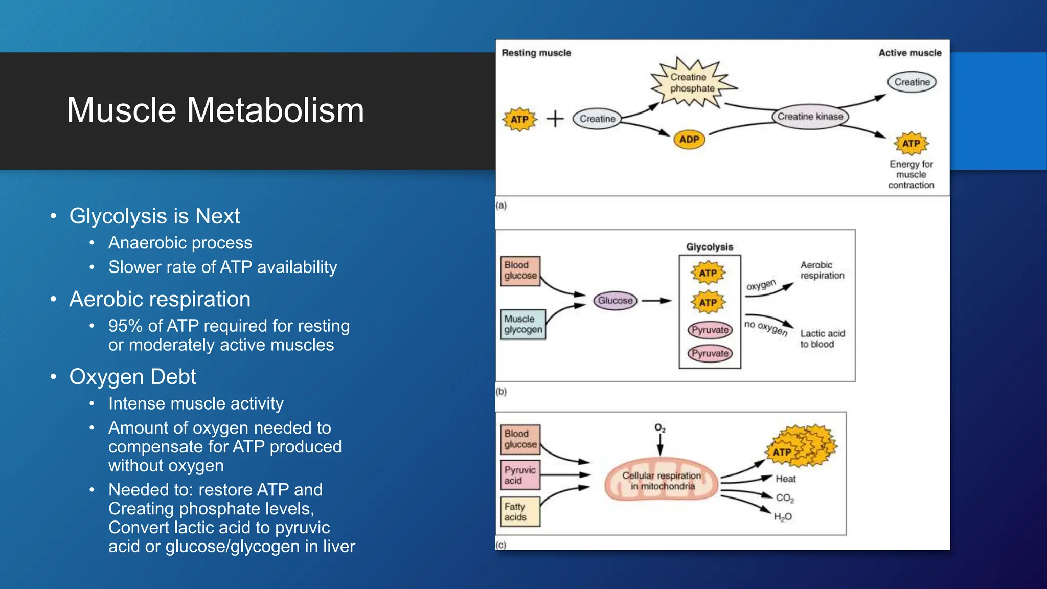 Anatomy and Physiology 2e - Chapter 10: Muscle Tissue | PPTX