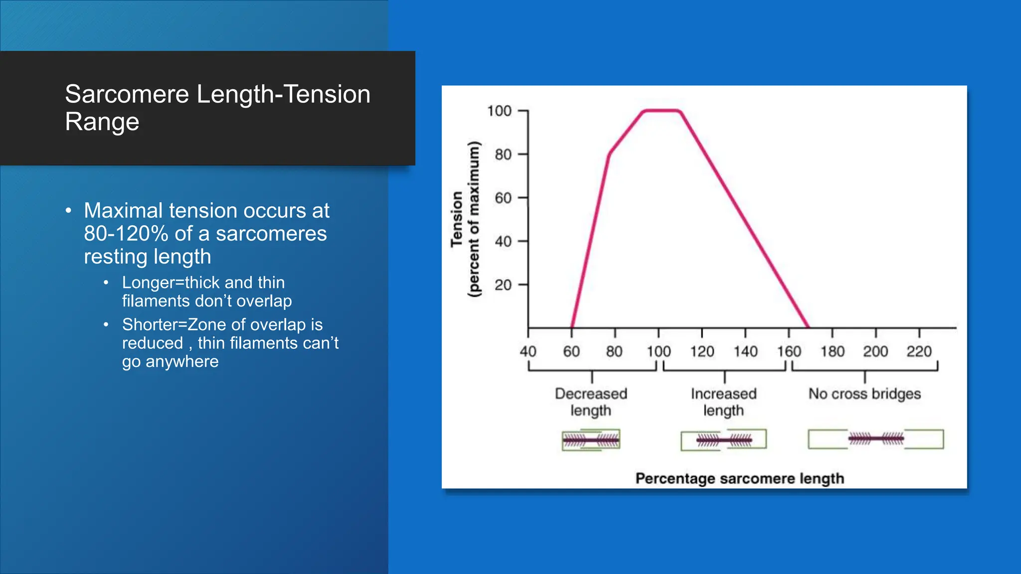 Anatomy and Physiology 2e - Chapter 10: Muscle Tissue | PPTX