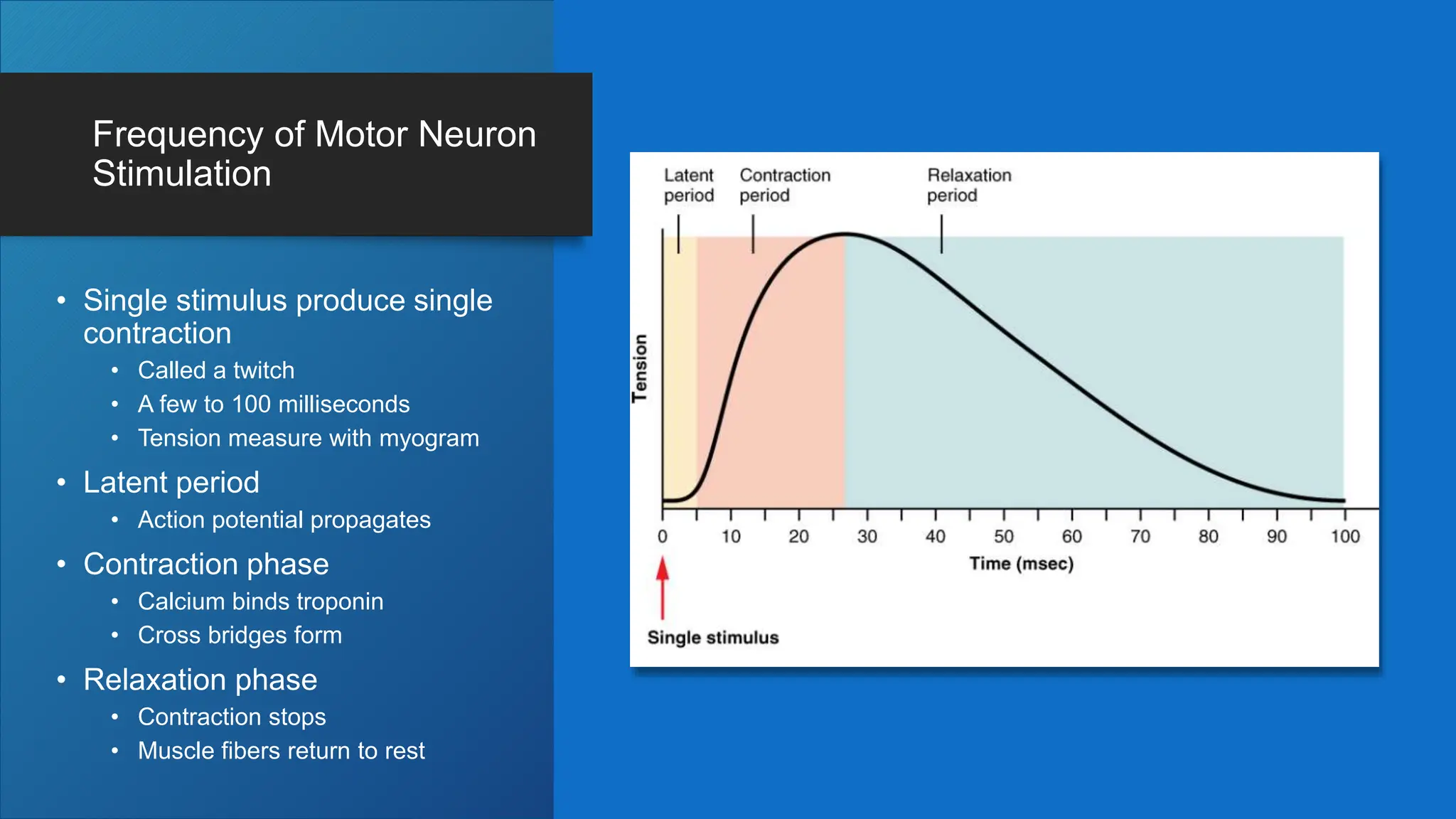 Anatomy and Physiology 2e - Chapter 10: Muscle Tissue | PPTX