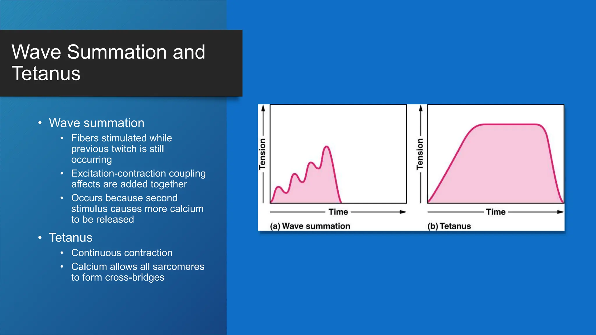 Anatomy and Physiology 2e - Chapter 10: Muscle Tissue | PPTX