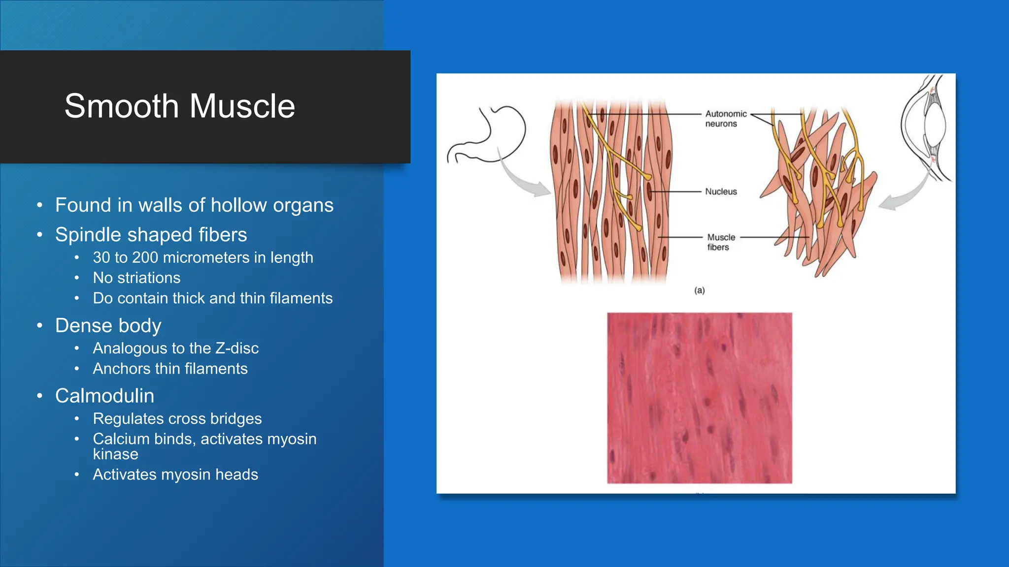 Anatomy and Physiology 2e - Chapter 10: Muscle Tissue | PPTX