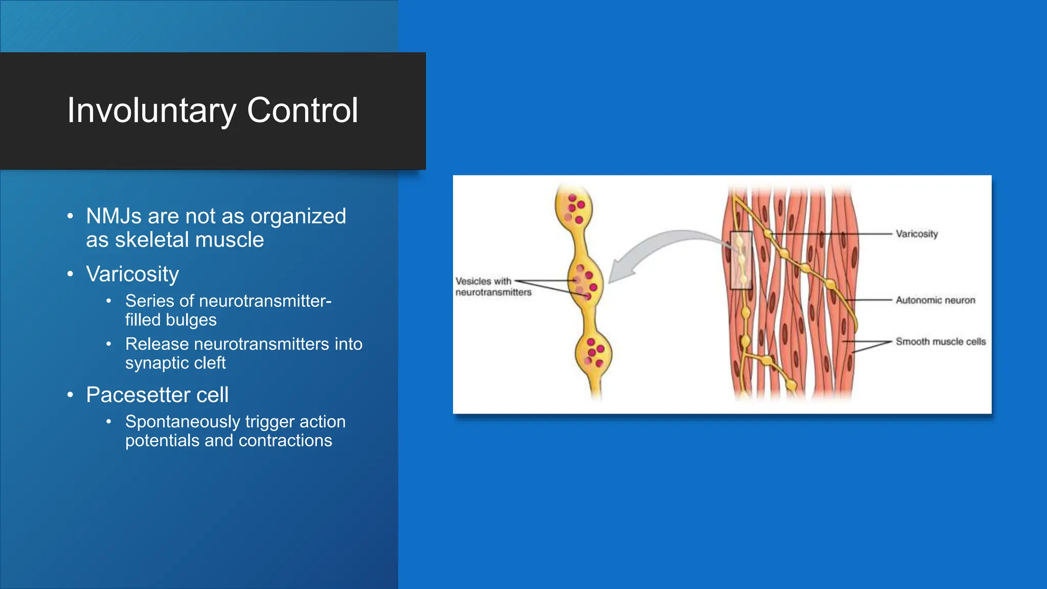 Anatomy and Physiology 2e - Chapter 10: Muscle Tissue | PPTX