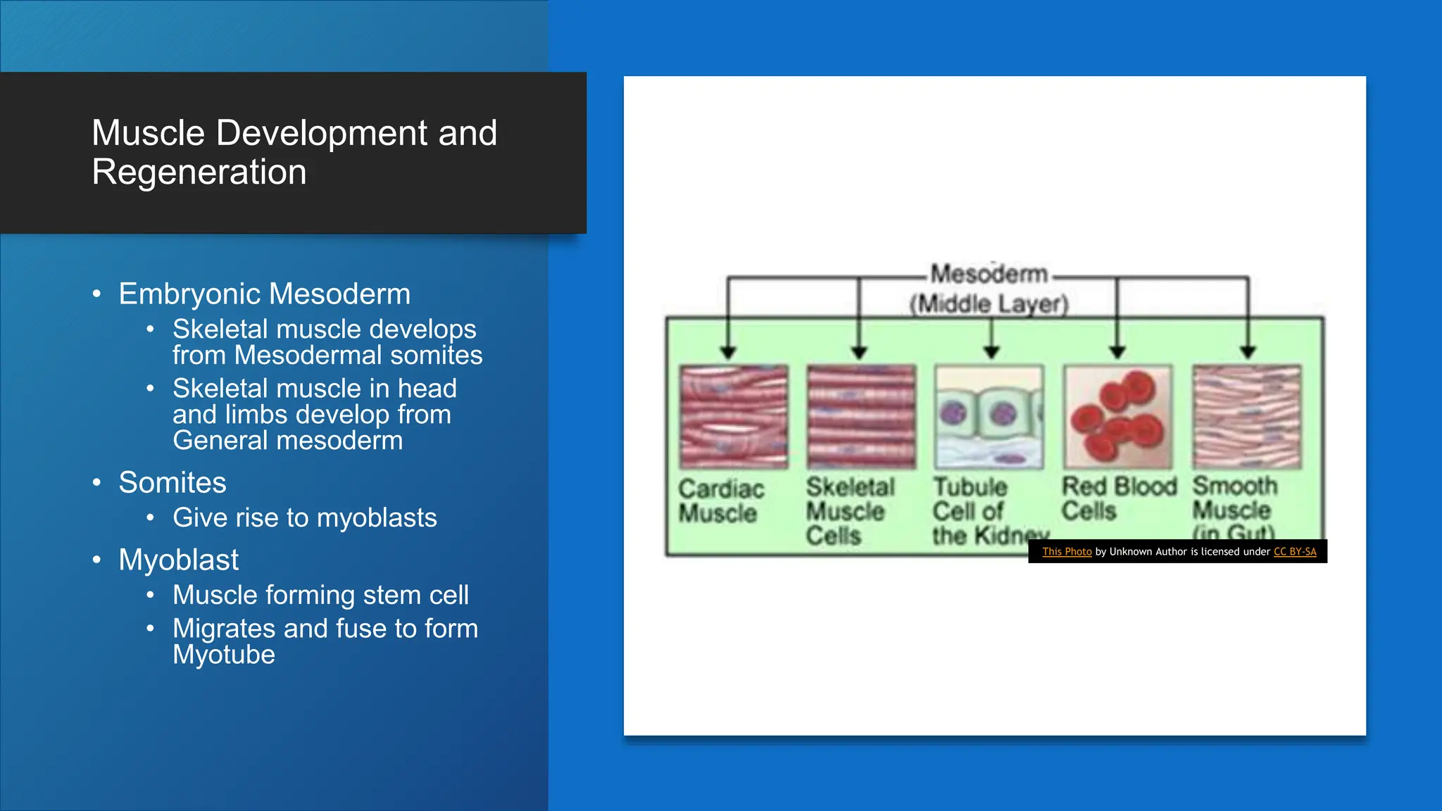 Anatomy and Physiology 2e - Chapter 10: Muscle Tissue | PPTX
