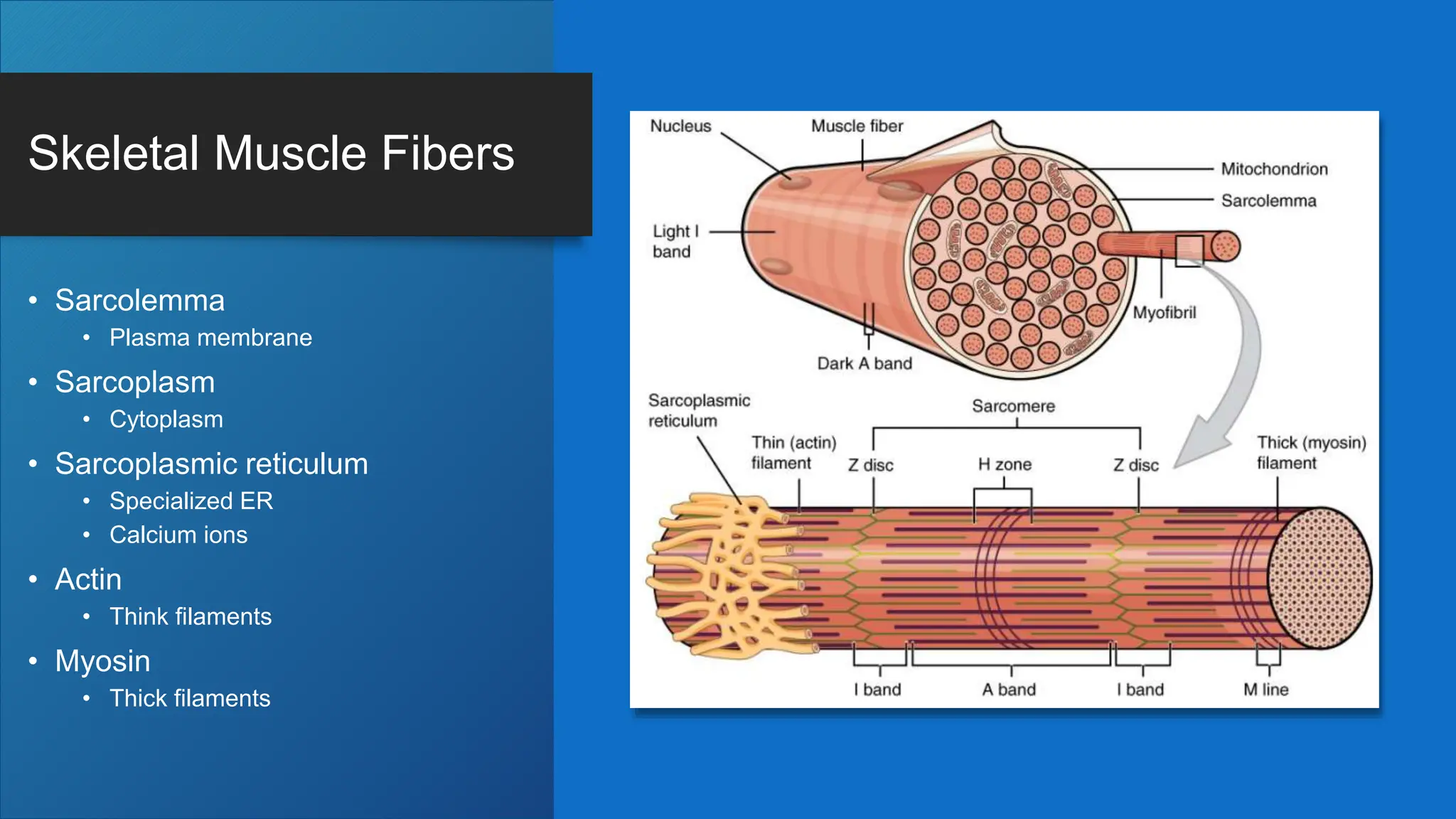 Anatomy and Physiology 2e - Chapter 10: Muscle Tissue | PPTX