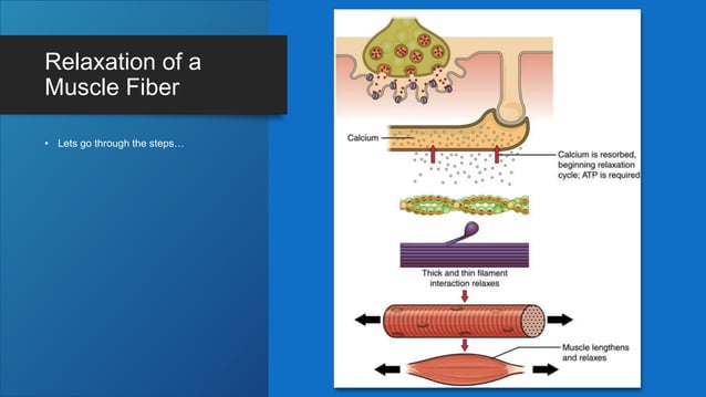 Anatomy and Physiology 2e - Chapter 10: Muscle Tissue | PPTX