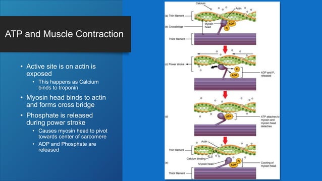 Anatomy and Physiology 2e - Chapter 10: Muscle Tissue | PPTX