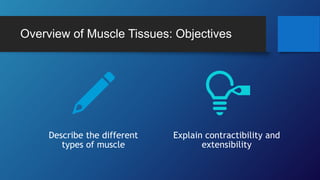 Anatomy and Physiology 2e - Chapter 10: Muscle Tissue | PPTX