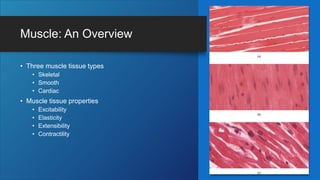 Anatomy and Physiology 2e - Chapter 10: Muscle Tissue | PPTX