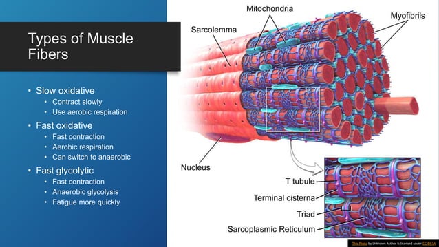 Anatomy and Physiology 2e - Chapter 10: Muscle Tissue | PPTX
