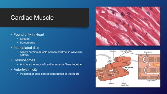 Anatomy and Physiology 2e - Chapter 10: Muscle Tissue | PPTX