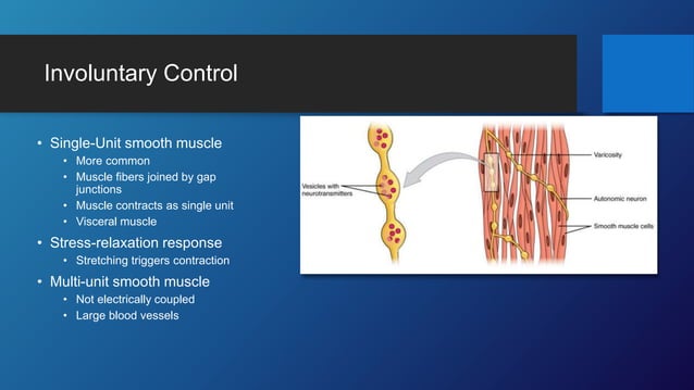 Anatomy and Physiology 2e - Chapter 10: Muscle Tissue | PPTX