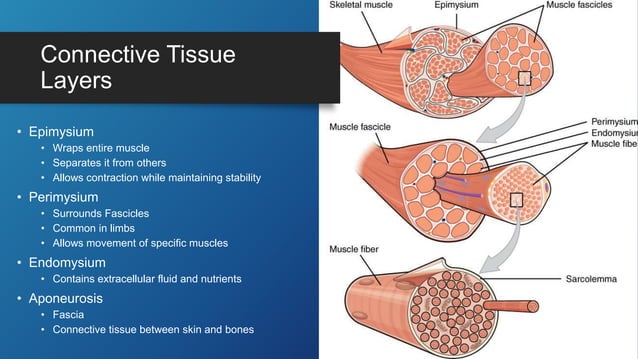 Anatomy and Physiology 2e - Chapter 10: Muscle Tissue | PPTX
