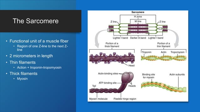 Anatomy and Physiology 2e - Chapter 10: Muscle Tissue | PPTX