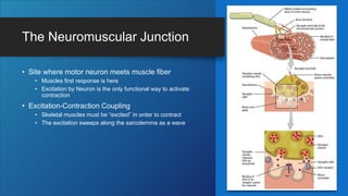Anatomy and Physiology 2e - Chapter 10: Muscle Tissue | PPTX