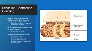 Anatomy and Physiology 2e - Chapter 10: Muscle Tissue | PPTX