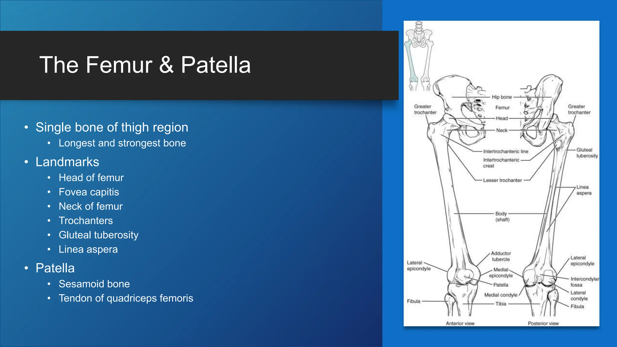 OpenStax Anatomy and Physiology Chapter 8.pptx