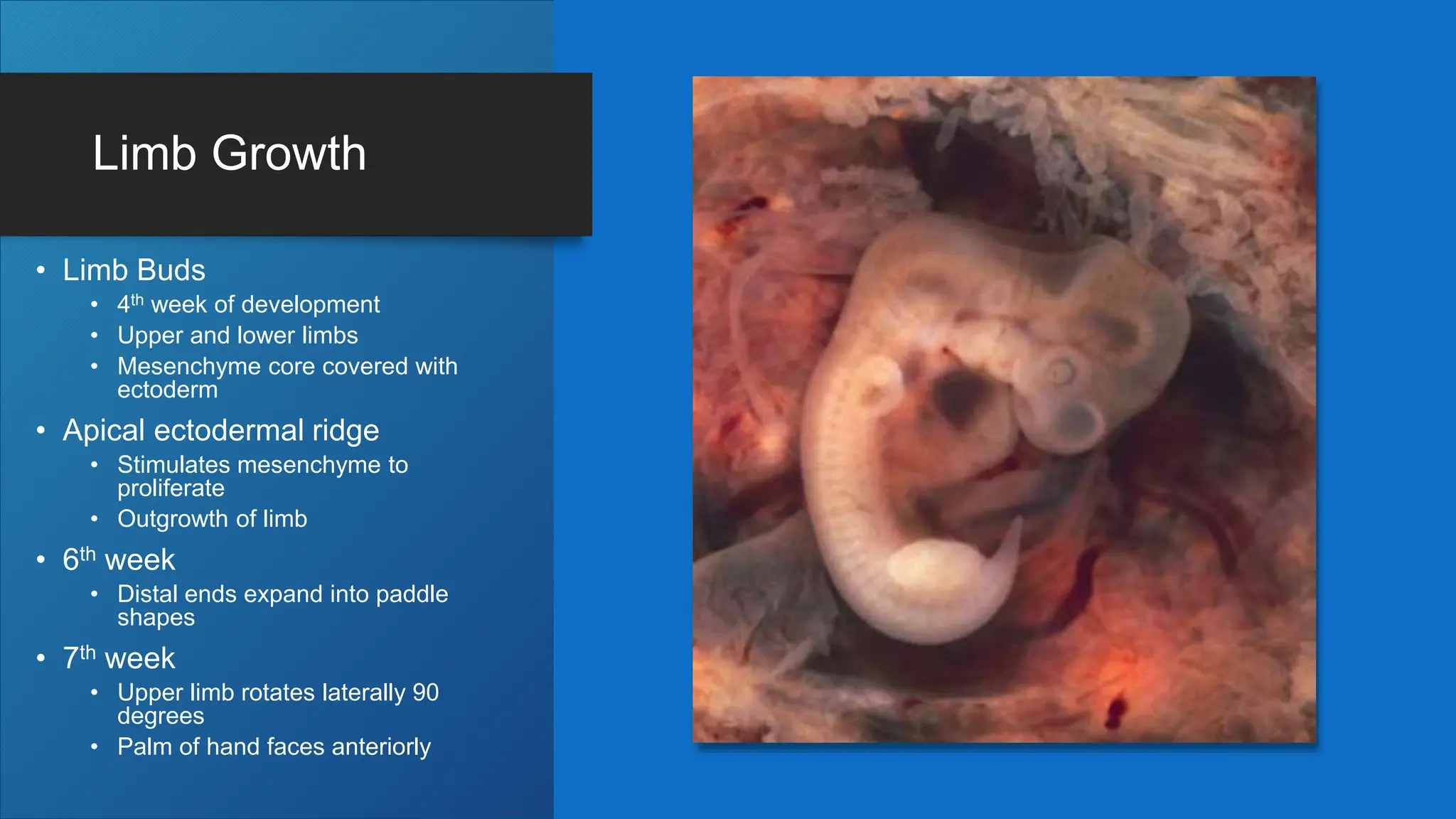 OpenStax Anatomy and Physiology Chapter 8.pptx