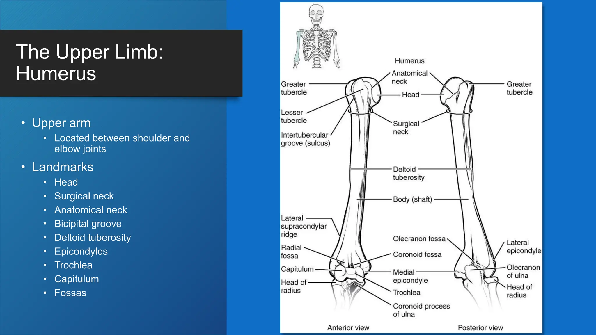 OpenStax Anatomy and Physiology Chapter 8.pptx