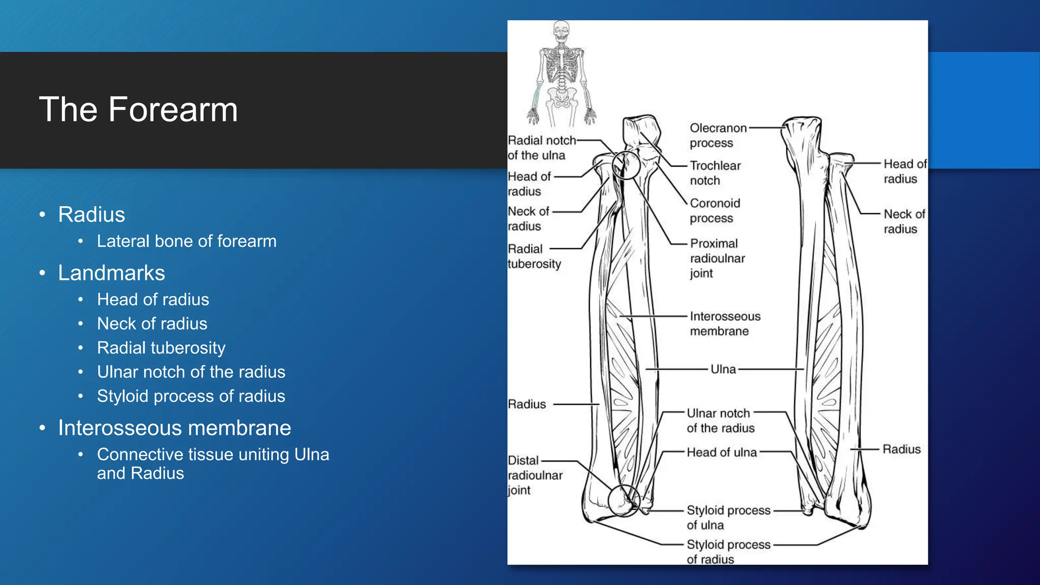 OpenStax Anatomy and Physiology Chapter 8.pptx
