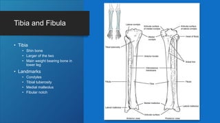 OpenStax Anatomy and Physiology Chapter 8.pptx
