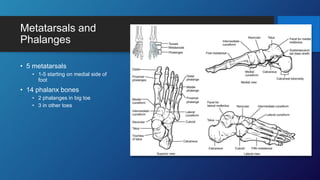 OpenStax Anatomy and Physiology Chapter 8.pptx