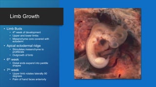 OpenStax Anatomy and Physiology Chapter 8.pptx
