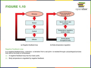 Open stax anatomy&physiology_ch01_imageslideshow | PPTX