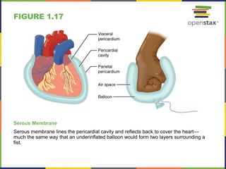 Open stax anatomy&physiology_ch01_imageslideshow | PPTX