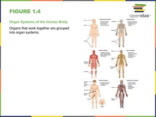 Open stax anatomy&physiology_ch01_imageslideshow | PPTX