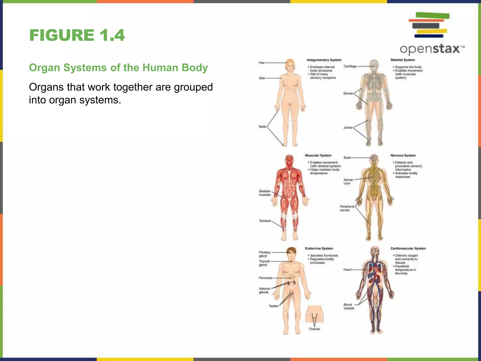 Open stax anatomy&physiology_ch01_imageslideshow | PPTX