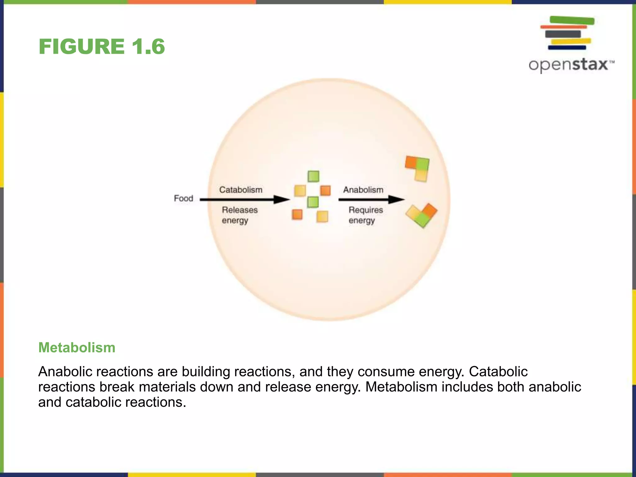 Open stax anatomy&physiology_ch01_imageslideshow | PPTX