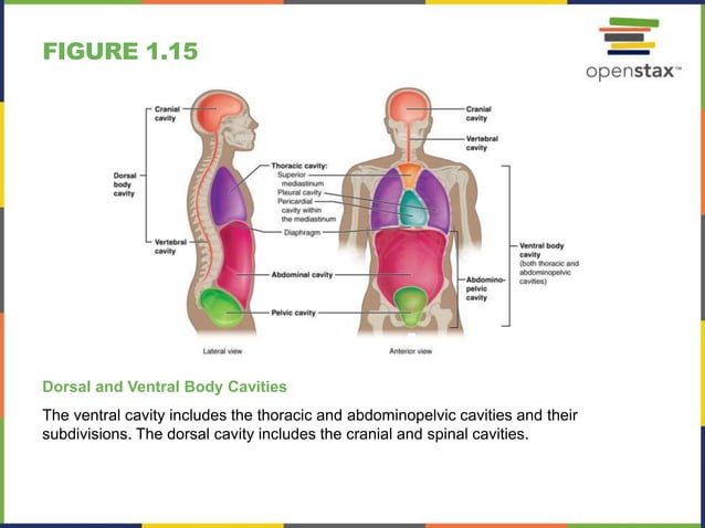 Open stax anatomy&physiology_ch01_imageslideshow | PPTX