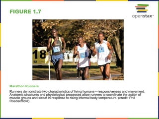 Open stax anatomy&physiology_ch01_imageslideshow | PPTX