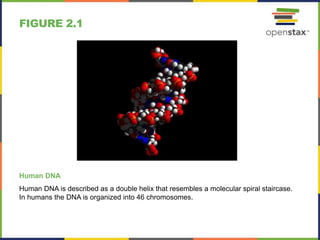 Open stax anatomy&physiology_ch02 | PPTX