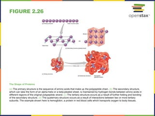 Open stax anatomy&physiology_ch02 | PPTX