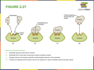 Open stax anatomy&physiology_ch02 | PPTX