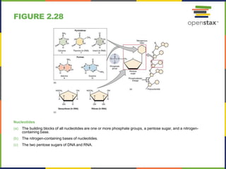 Open stax anatomy&physiology_ch02 | PPTX