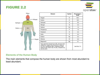 Open stax anatomy&physiology_ch02 | PPTX