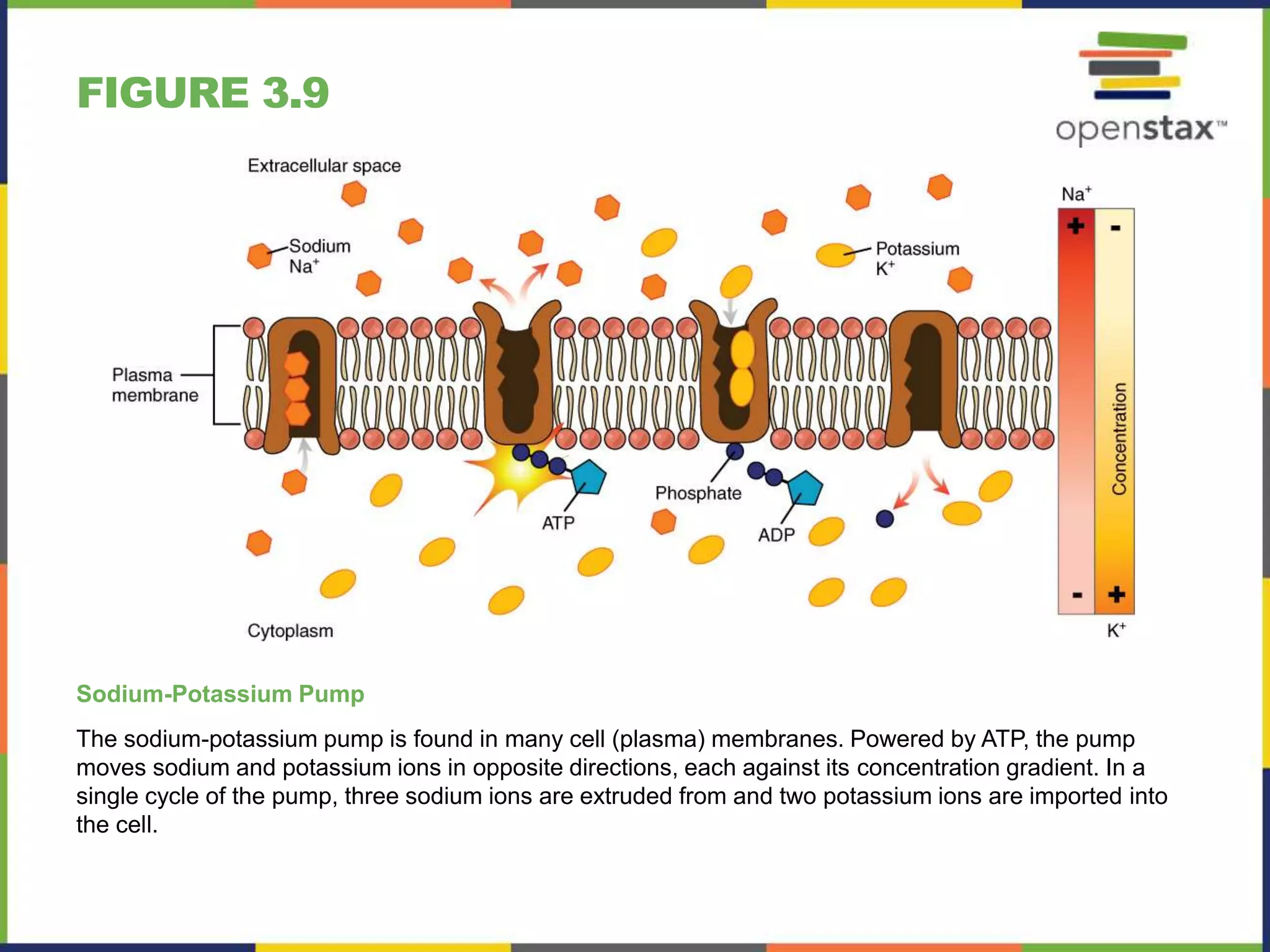Open stax anatomy& physiology ch03 | PPTX