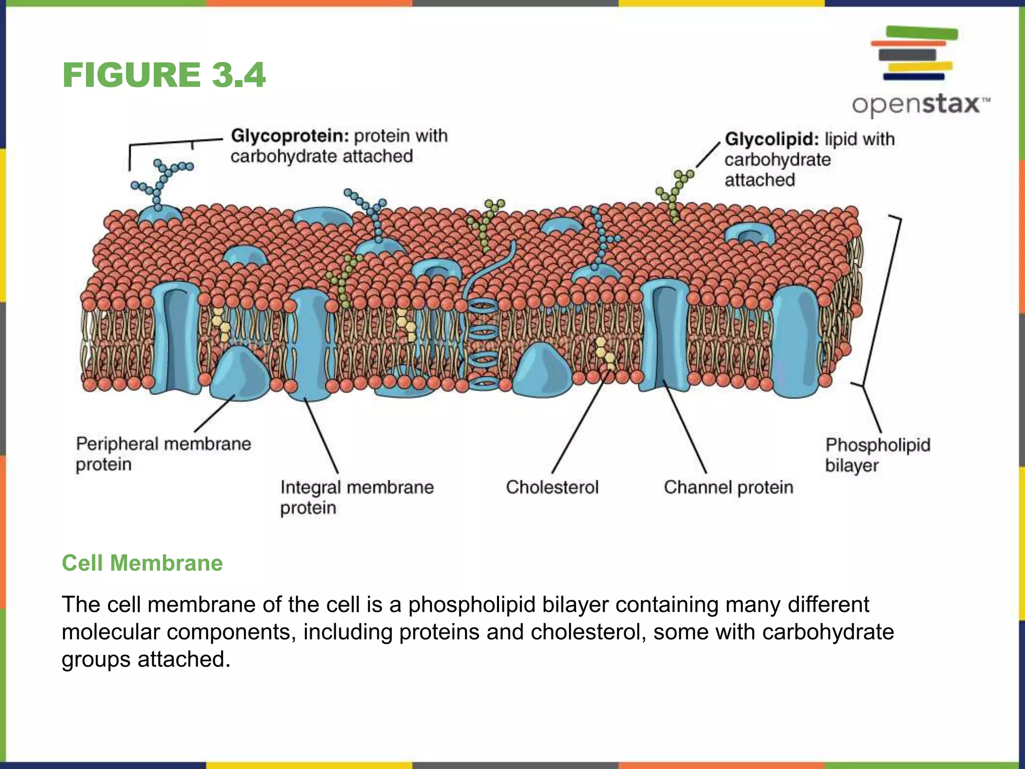 Open stax anatomy& physiology ch03 | PPTX
