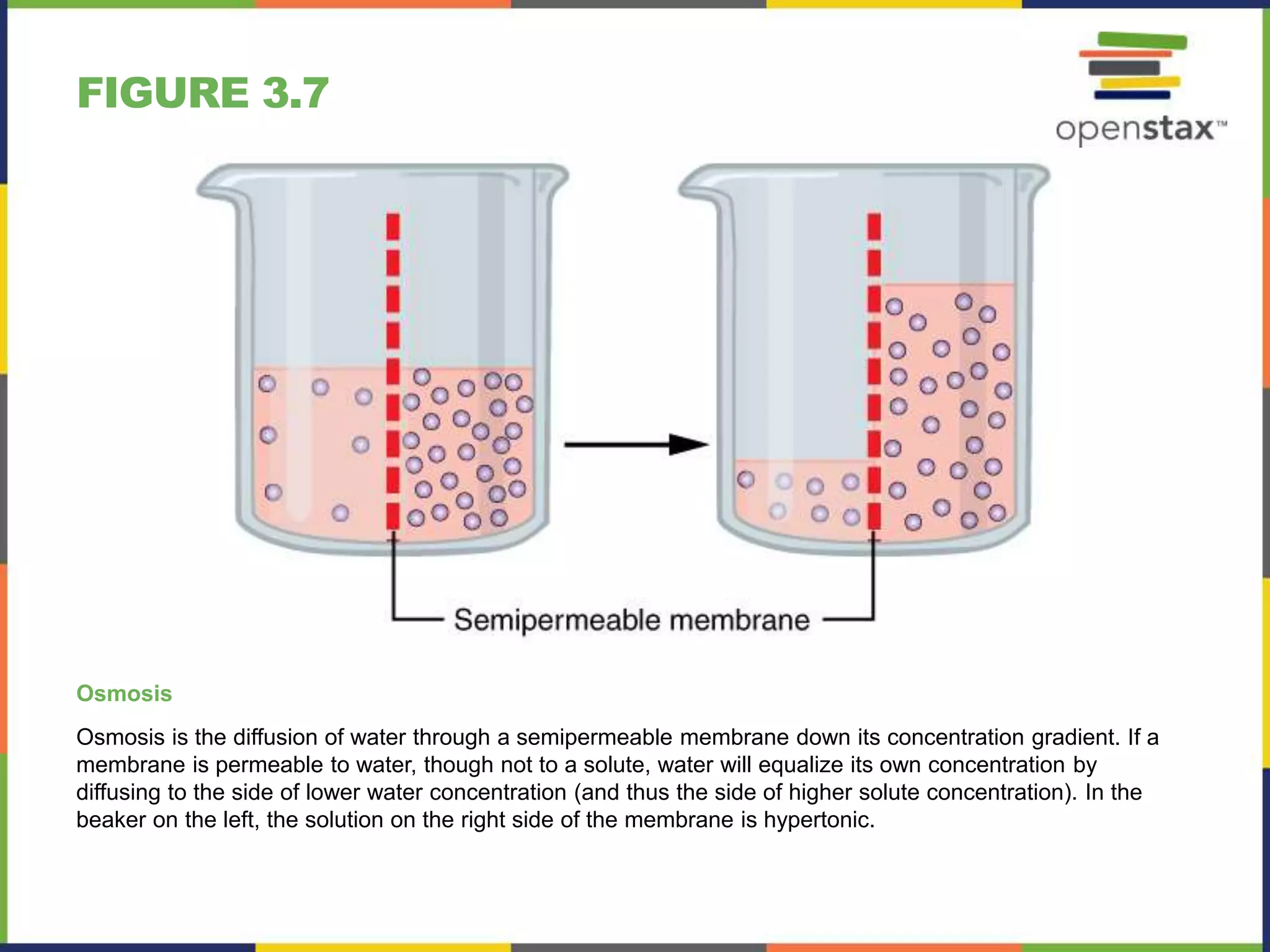 Open stax anatomy& physiology ch03 | PPTX