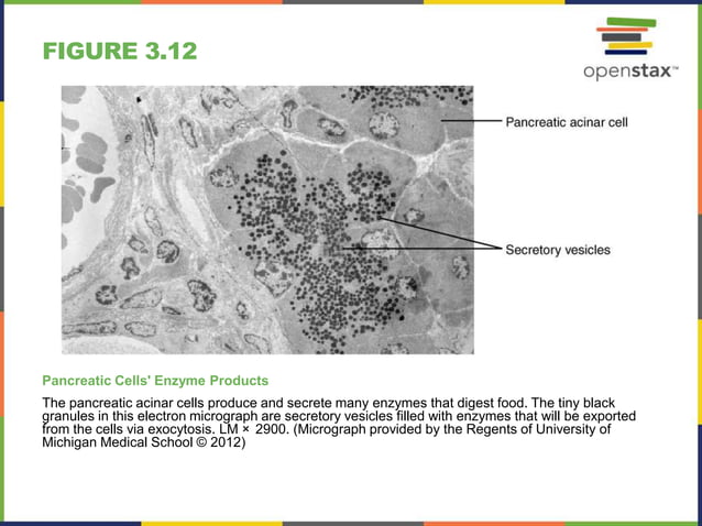 Open stax anatomy& physiology ch03 | PPTX | Endocrine and Metabolic ...