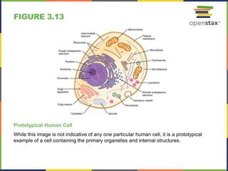 Open stax anatomy& physiology ch03 | PPTX | Endocrine and Metabolic ...