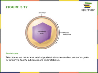 Open stax anatomy& physiology ch03 | PPTX