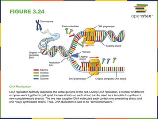 Open stax anatomy& physiology ch03 | PPTX