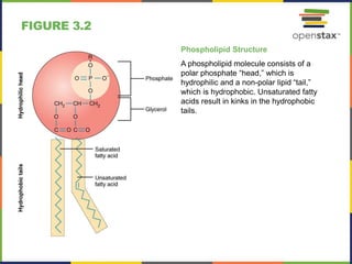 Open stax anatomy& physiology ch03 | PPTX