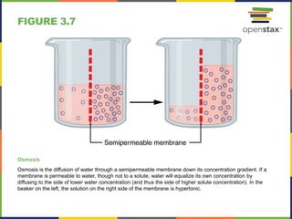 Open stax anatomy& physiology ch03 | PPTX | Endocrine and Metabolic Diseases | Diseases and ...